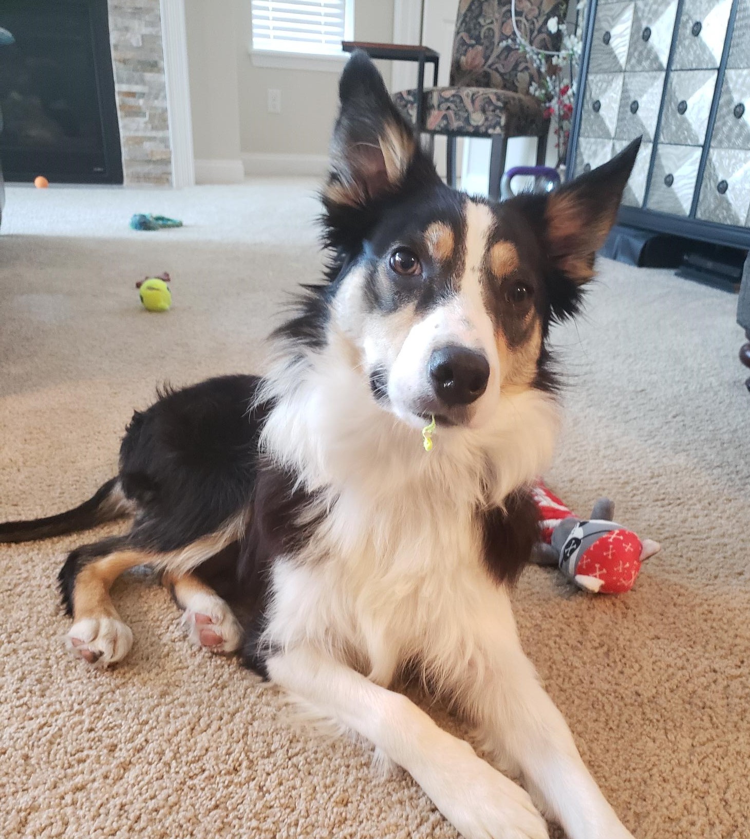Border Collie Corgi Mix