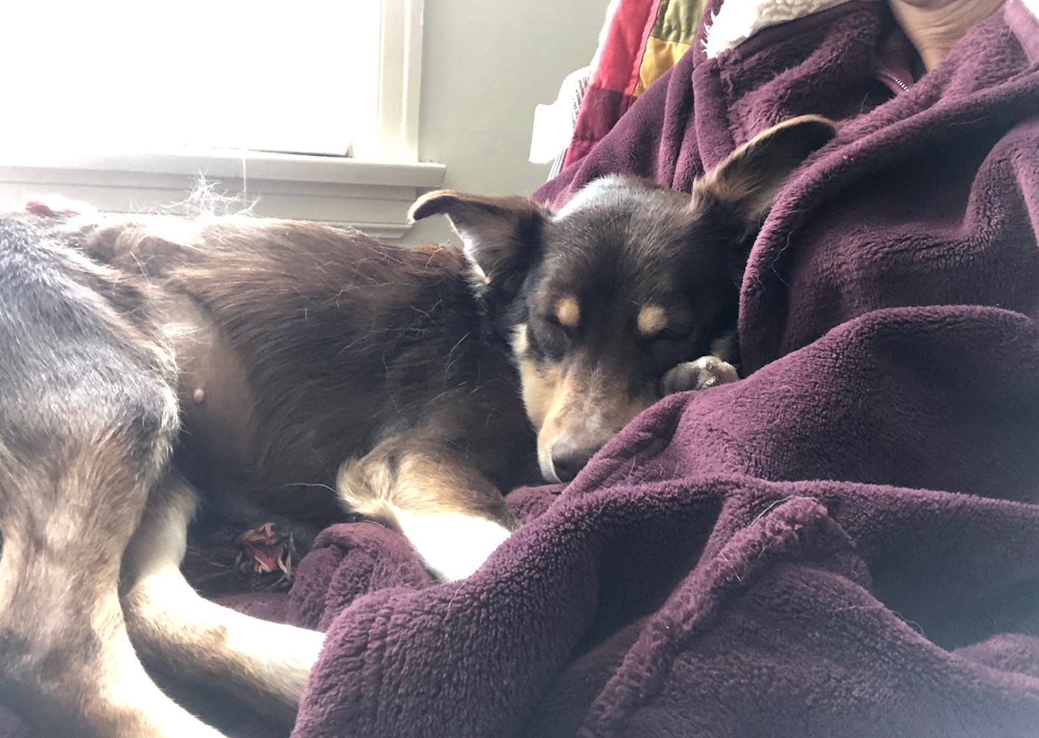 Ruby – Adopted – Wisconsin Border Collie Rescue