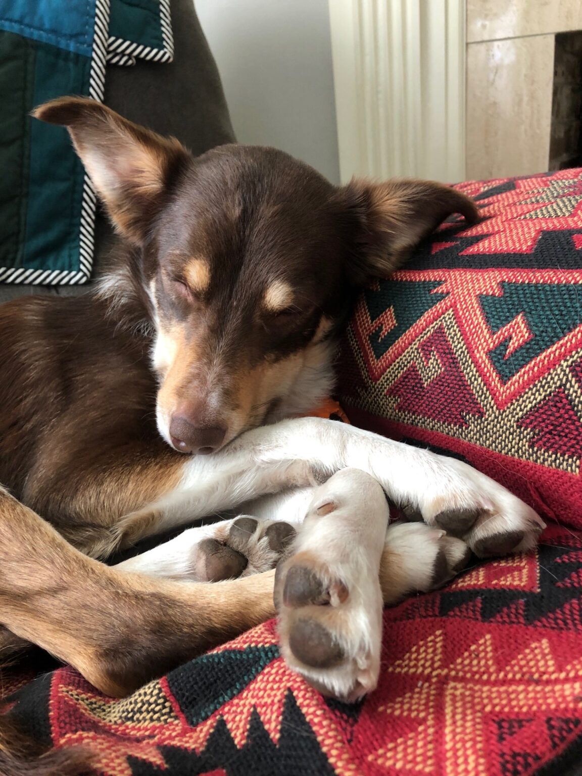 Ruby – Wisconsin Border Collie Rescue