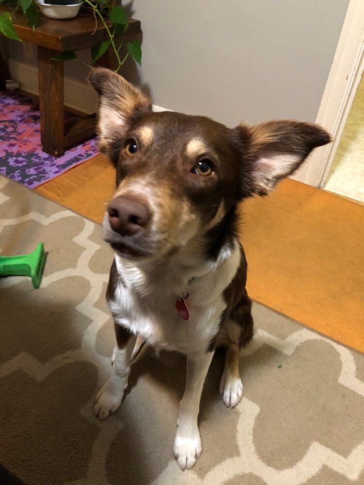 Ruby – Adopted – Wisconsin Border Collie Rescue